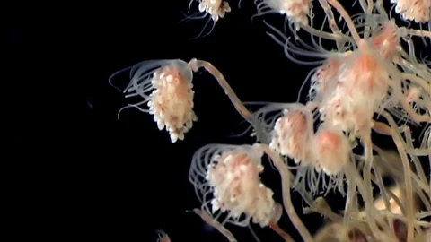 Bell Hydroid jellyfish colonies opens un... | Stock Video | Pond5