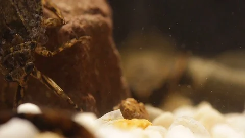 belostomatid water bug hunting for frog ... | Stock Video | Pond5