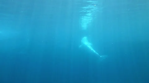 Beluga Whale Stock Videos – Royalty-Free HD & 4K Videos | Pond5