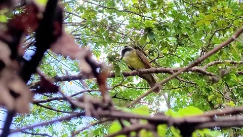 Bem-te-vi bird, beautiful Bem-te-vi bird... | Stock Video | Pond5