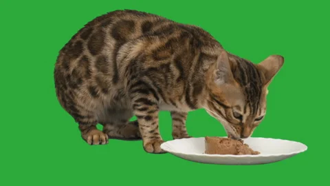 bengal cat eating food on green screen | Stock Video | Pond5