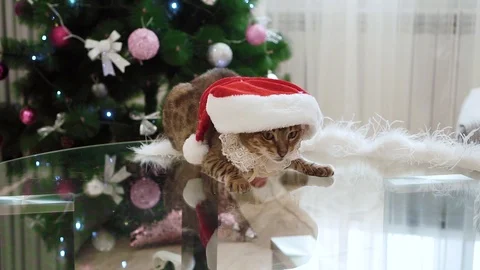 Naughty Santa An Stock Videos – Royalty-Free HD & 4K Videos | Page 5