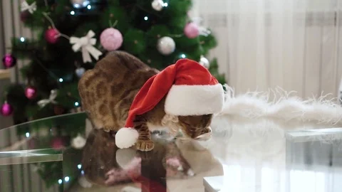 Naughty Santa An Stock Videos – Royalty-Free HD & 4K Videos | Page 5