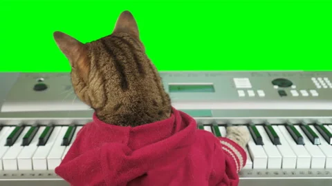 Cat Playing Piano Stock Videos – Royalty-Free HD & 4K Videos | Pond5