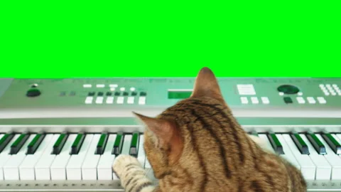 Cat Playing Piano Stock Videos – Royalty-Free HD & 4K Videos | Pond5