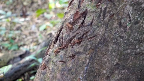 Claw Marks 3 Stock Videos – Royalty-Free HD & 4K Videos