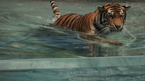 Bengal Tiger diving underwater | Stock Video | Pond5