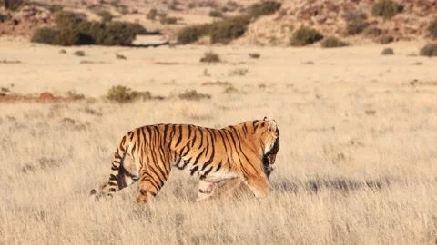 Bengal Tiger drags bleeding warthog acro... | Stock Video | Pond5