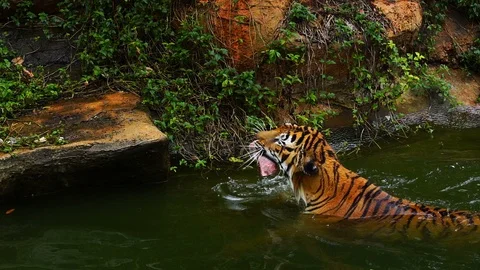 Mad Pond Stock Videos – Royalty-Free HD & 4K Videos