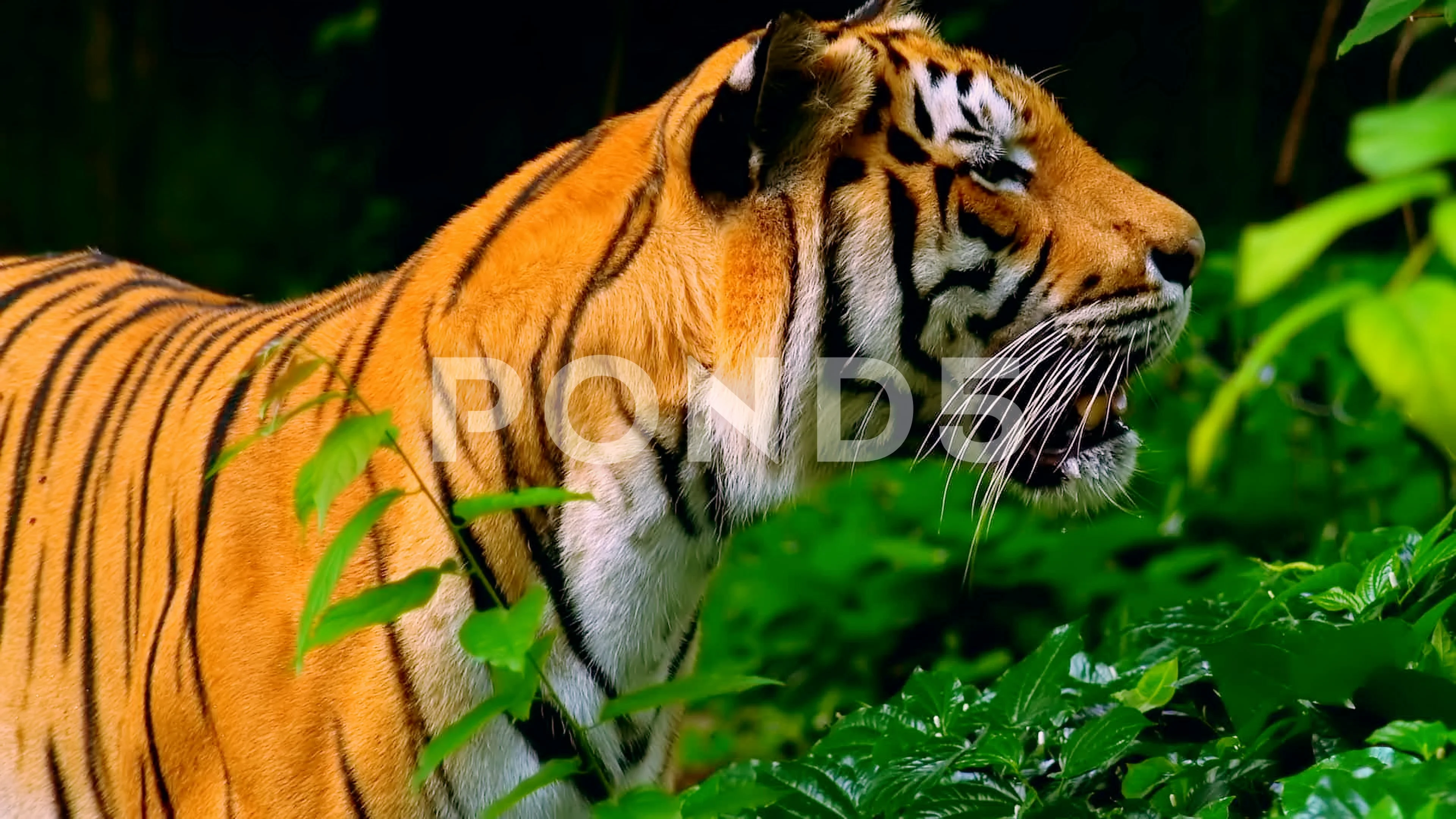 Tiger Face Side View