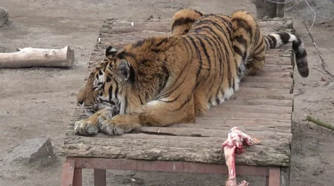 Bengal tiger lying inside enclosure on w... | Stock Video | Pond5