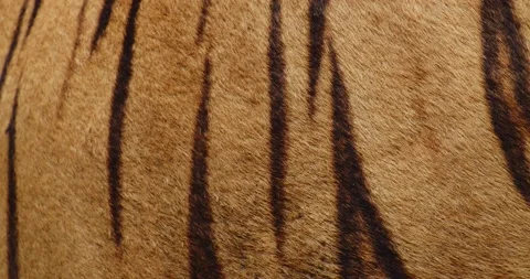 Bengal Tiger Skin Patterns, Close Up. St... | Stock Video | Pond5