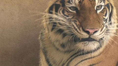 Animal Sneeze Stock Footage ~ Royalty Free Stock Videos | Pond5