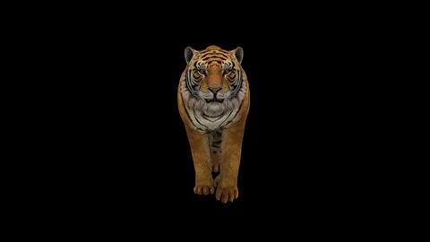Bengal Tiger Walking Front View 4K | Stock Video | Pond5