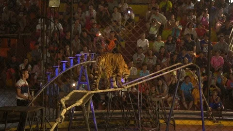 Tiger Bengal Stock Video Footage | Royalty Free Tiger Bengal Videos | Pond5