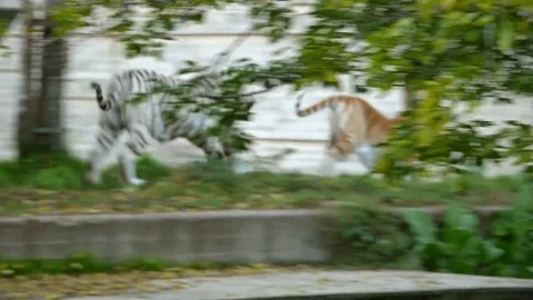 bengal tiger white tiger pulling away an... | Stock Video | Pond5