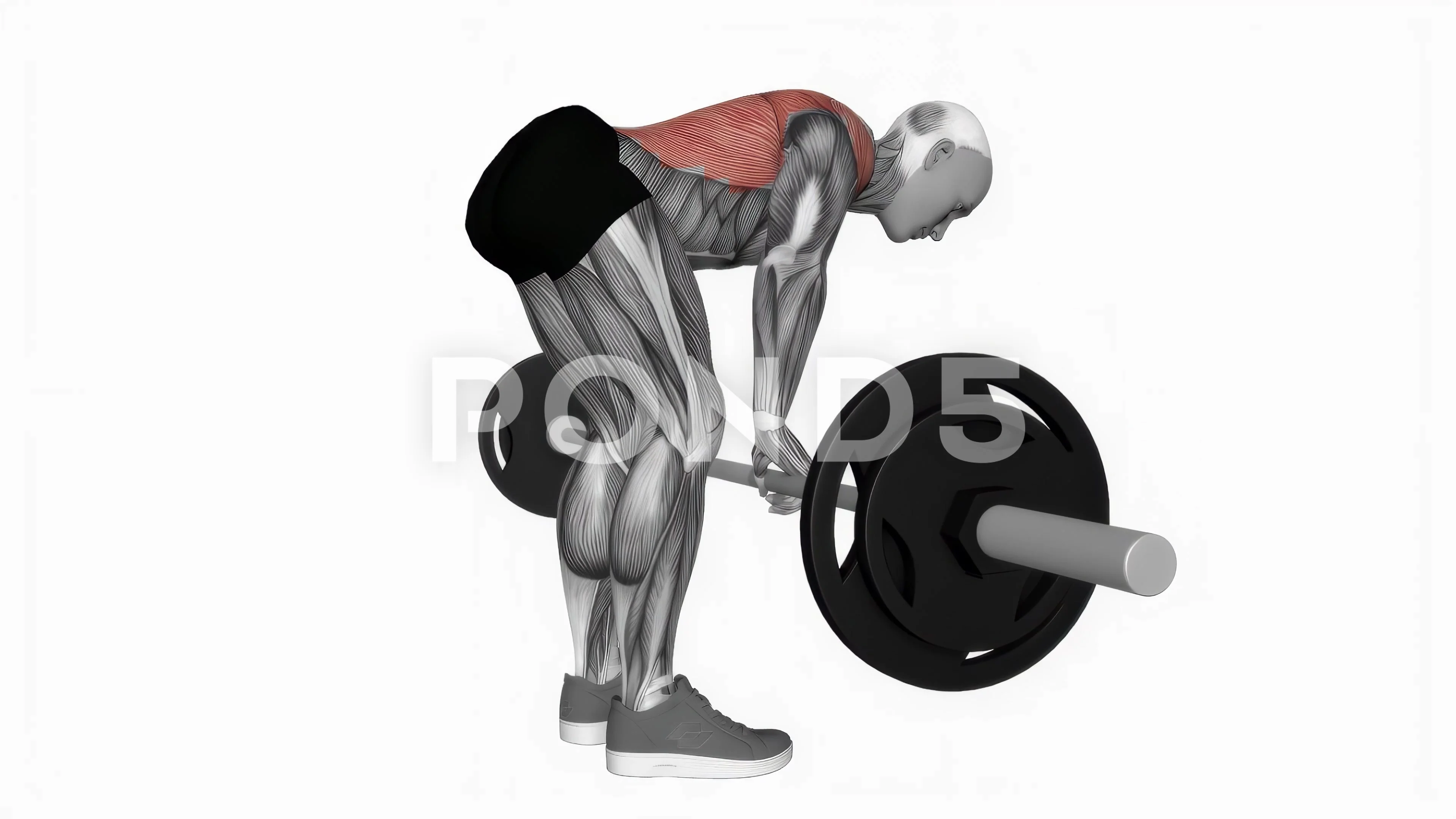 Reverse Grip Bent Over Rows