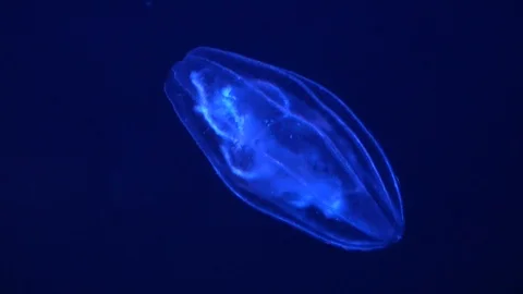 Beroe cucumis, comb jelly, shimmering in... | Stock Video | Pond5