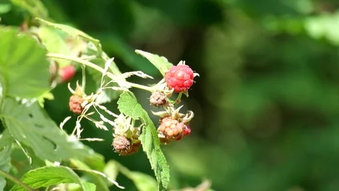 Blowing A Raspberry Stock Footage ~ Royalty Free Stock Videos | Pond5