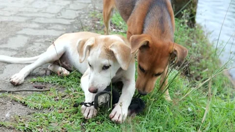 Irresponsibility Stock Footage ~ Royalty Free Stock Videos | Pond5