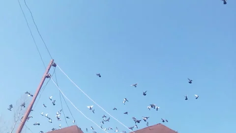 Best videos in high definition for film ... | Stock Video | Pond5