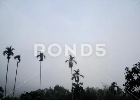 Betel nut trees beautiful photo of nature background, with fog on the ...