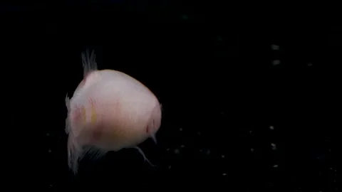 betta fish splenders pink melano swimmin... | Stock Video | Pond5