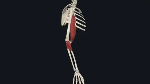 Biceps Brachii - Forearm Supination 3D | Stock Video | Pond5
