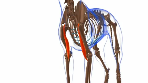 Biceps Brachii muscle Dog muscle Anatomy... | Stock Video | Pond5