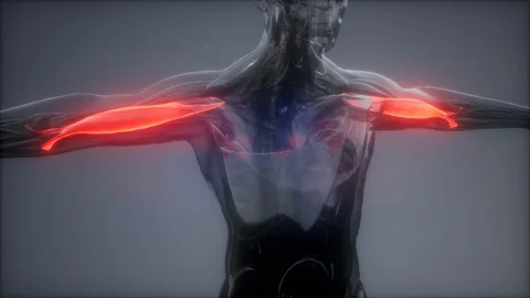 biceps - Visible muscle anatomy map | Stock Video | Pond5
