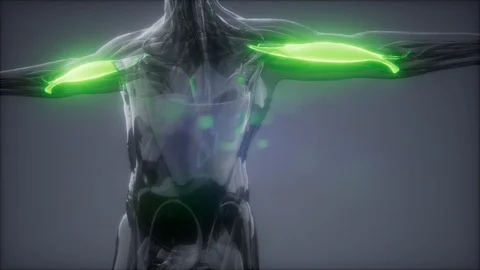 biceps - Visible muscle anatomy map | Stock Video | Pond5