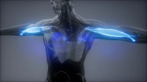 biceps - Visible muscle anatomy map | Stock Video | Pond5