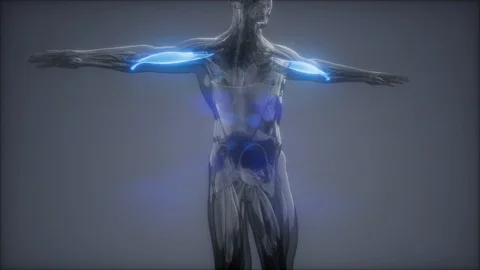 biceps - Visible muscle anatomy map | Stock Video | Pond5