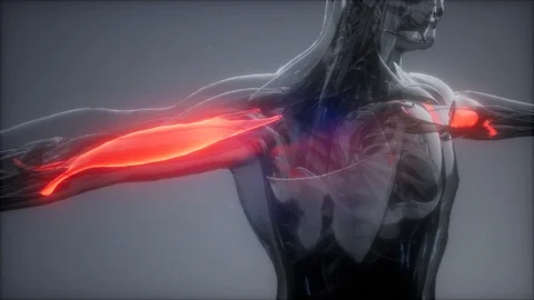 biceps - Visible muscle anatomy map | Stock Video | Pond5