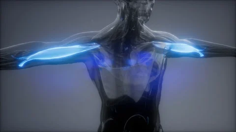 biceps - Visible muscle anatomy map | Stock Video | Pond5
