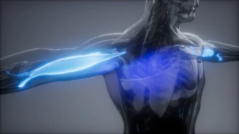 biceps - Visible muscle anatomy map | Stock Video | Pond5