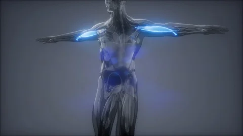 biceps - Visible muscle anatomy map | Stock Video | Pond5