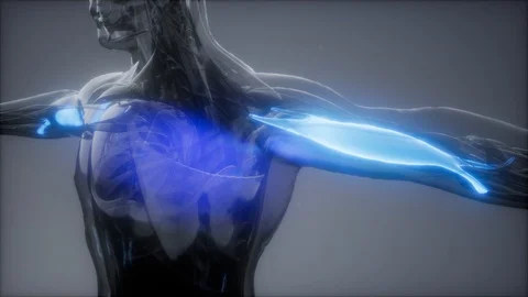 biceps - Visible muscle anatomy map | Stock Video | Pond5