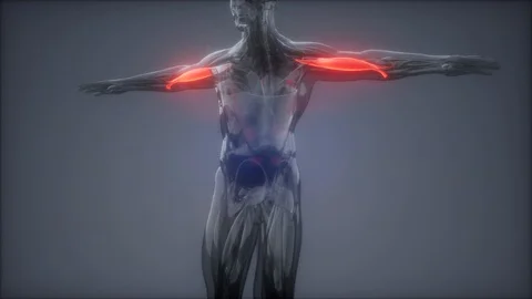 biceps - Visible muscle anatomy map | Stock Video | Pond5