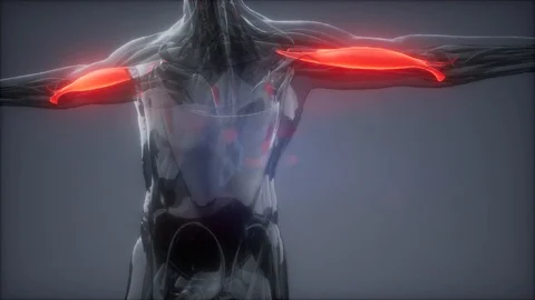 biceps - Visible muscle anatomy map | Stock Video | Pond5