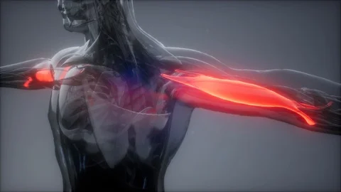 biceps - Visible muscle anatomy map | Stock Video | Pond5