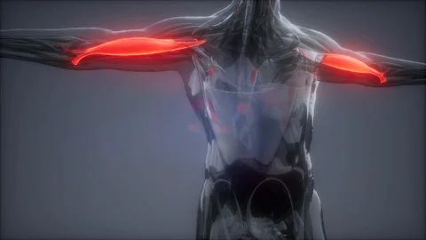biceps - Visible muscle anatomy map | Stock Video | Pond5