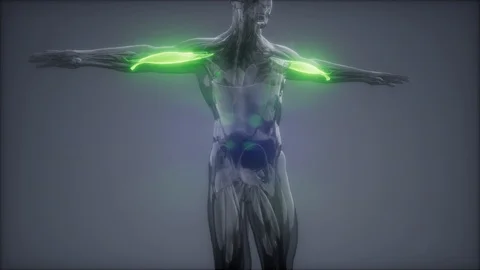 biceps - Visible muscle anatomy map | Stock Video | Pond5