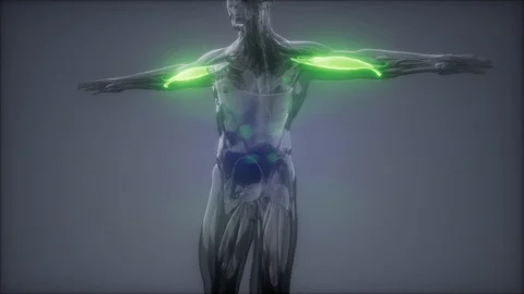biceps - Visible muscle anatomy map | Stock Video | Pond5