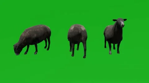 Big 3D sheep on green screen eating in t... | Stock Video | Pond5