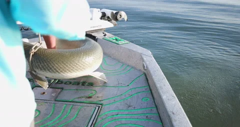 Big Alligator Gar Fish Flopping Around o... | Stock Video | Pond5