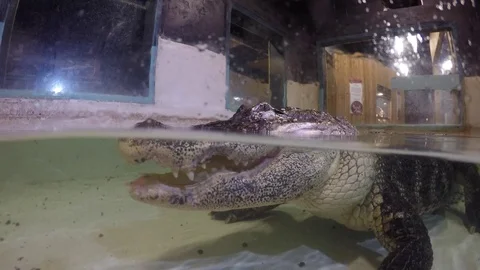 Scary Alligator Stock Video Footage | Royalty Free Scary Alligator ...