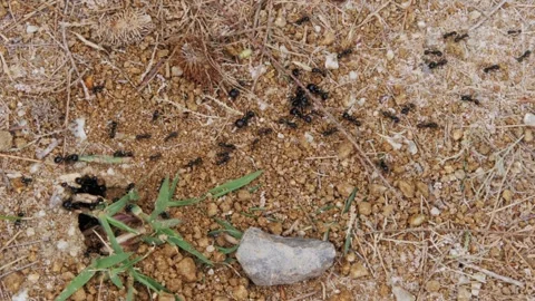 Big ants following an ant pathway, one o... | Stock Video | Pond5