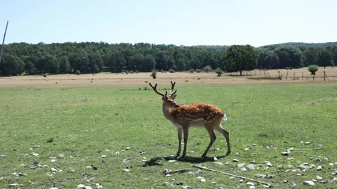 big Bambi deer standing in the field in ... | Stock Video | Pond5