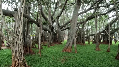 The big banyan tree Bangalore also known... | Stock Video | Pond5